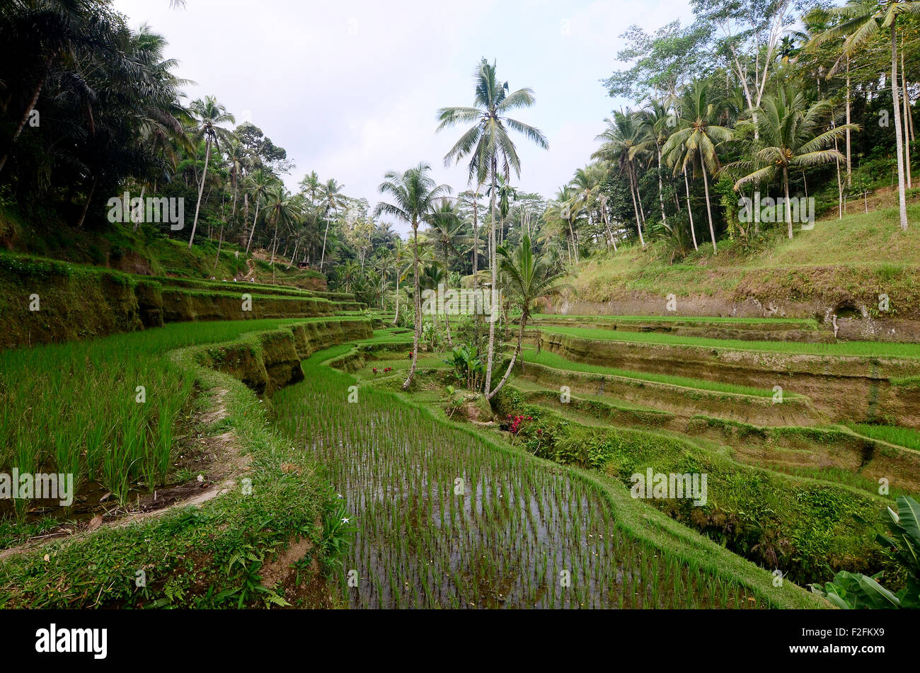 Padi field in Tegal Alang, Ubud, Bali Stock Photo - Alamy