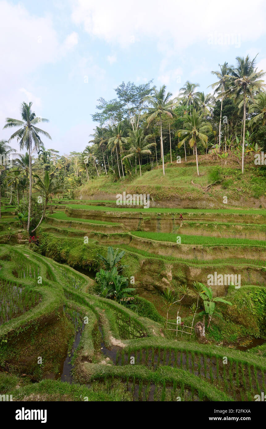 Padi field in Tegal Alang, Ubud, Bali Stock Photo - Alamy