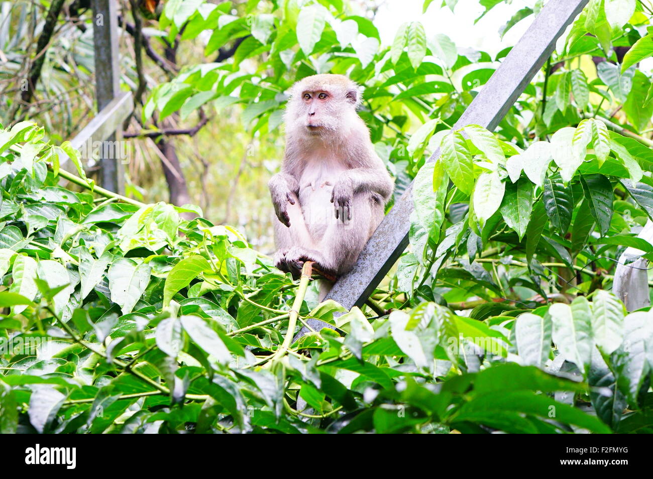 a monkey sitting on tree Stock Photo - Alamy