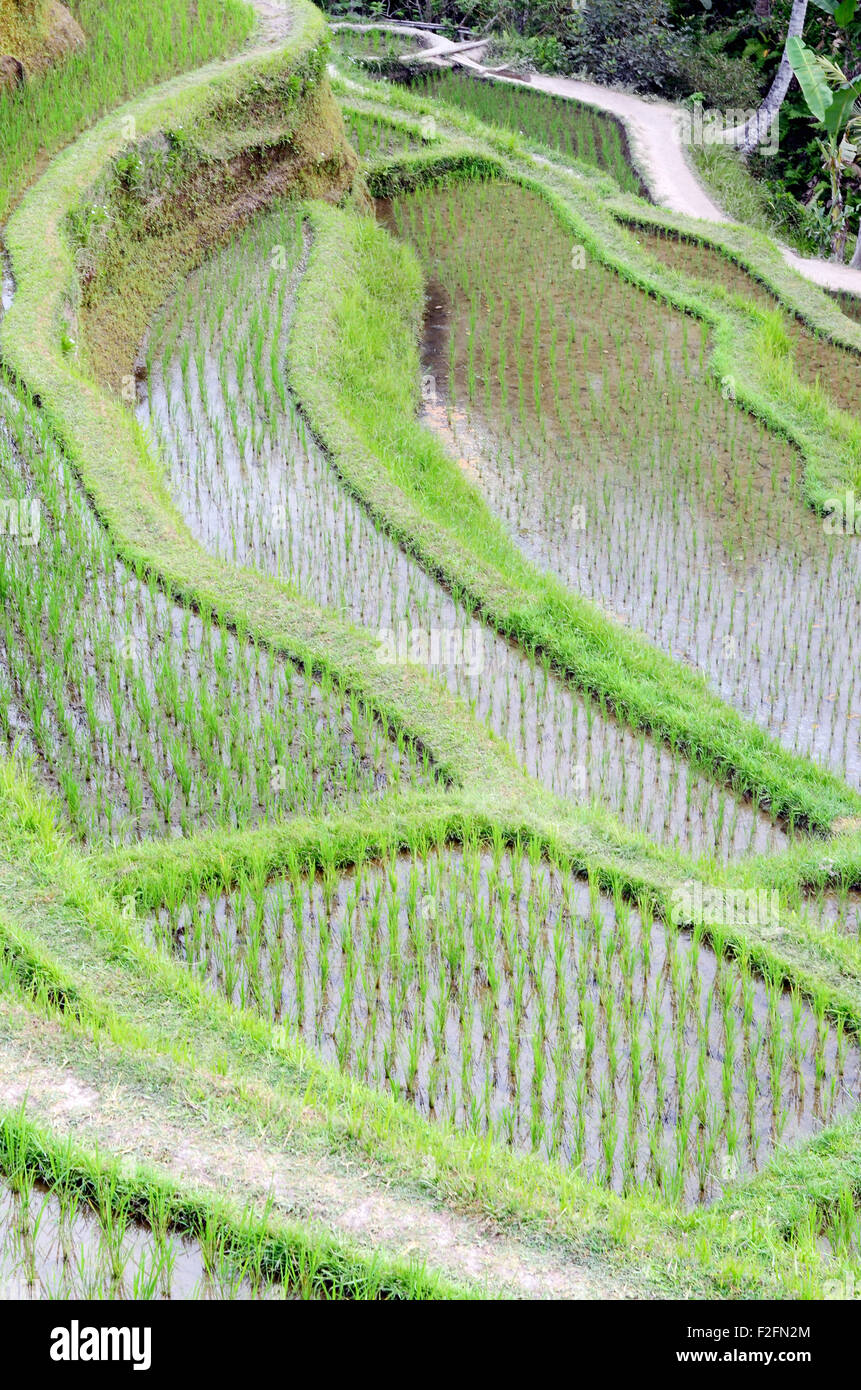 Padi field at Tegal Alang, Ubud Bali Stock Photo - Alamy