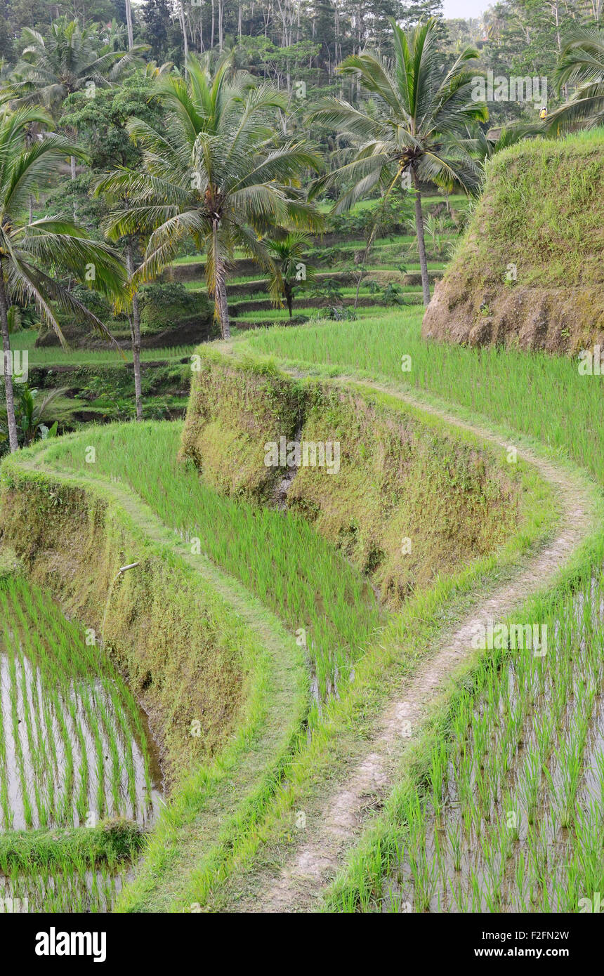 Padi field, Tegal Alang, Ubud, Bali Stock Photo - Alamy