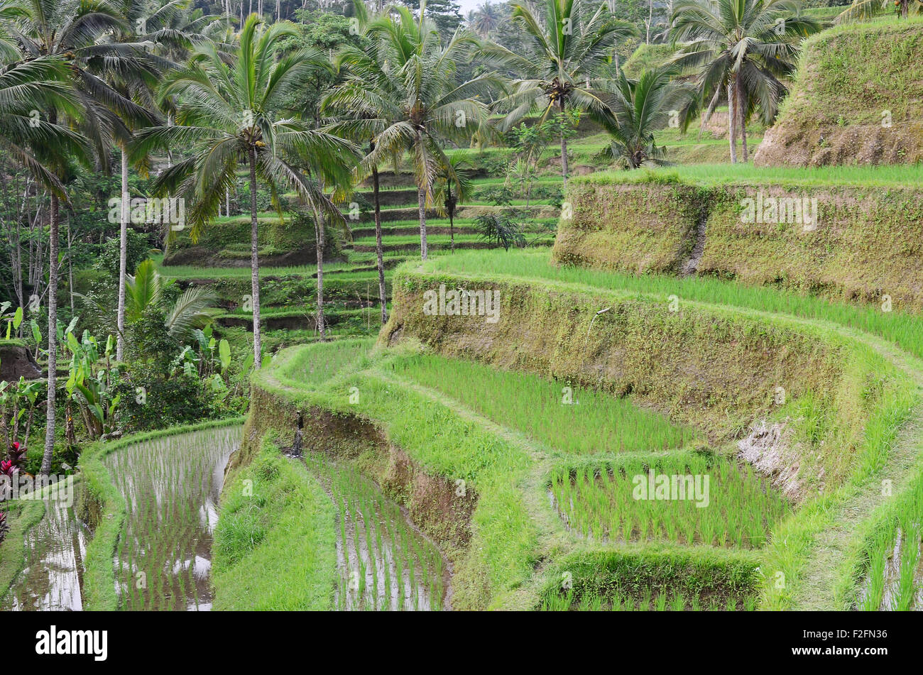 Padi field in Tegalalang, Ubud, Bali Stock Photo - Alamy