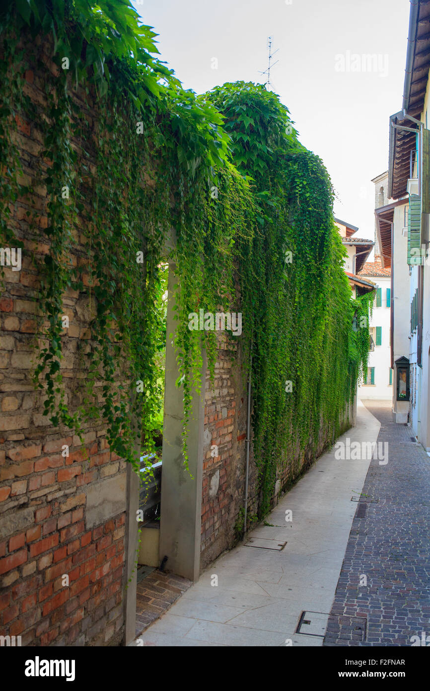 Vegetation on house wall hi-res stock photography and images - Alamy
