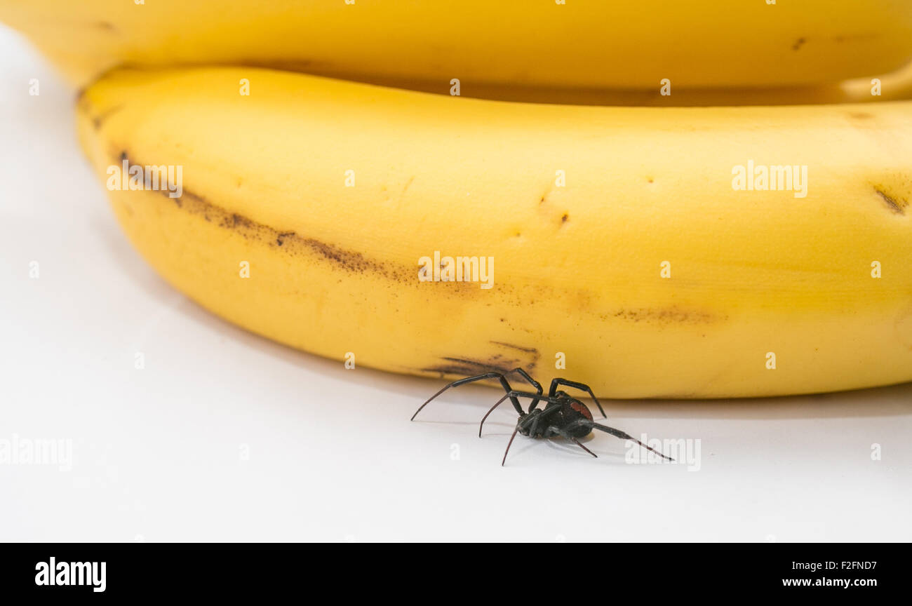 Red back spider australia hi-res stock photography and images - Alamy