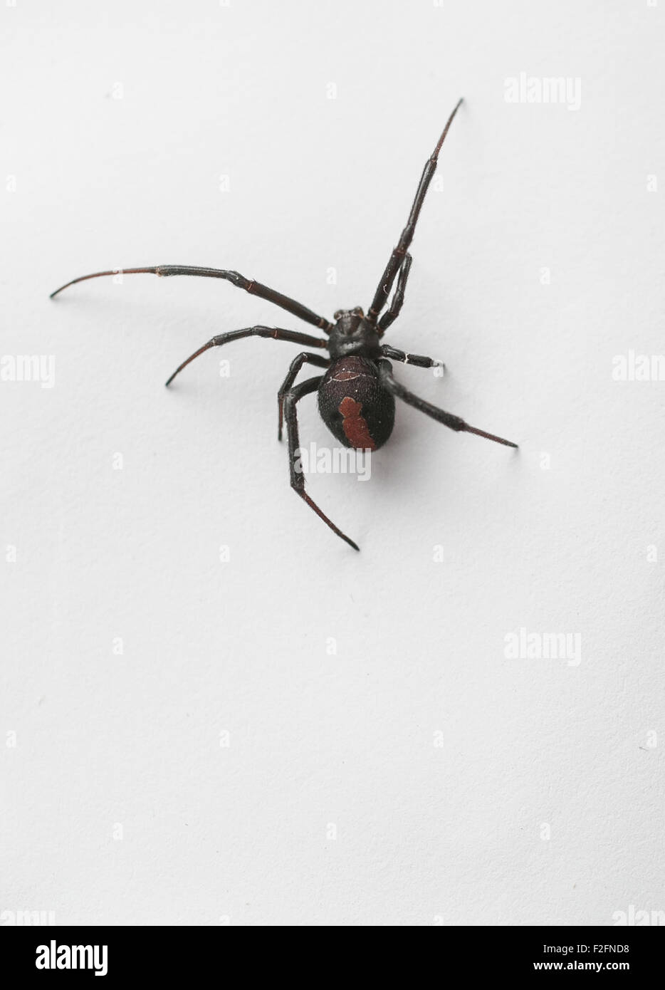Redback Spider, Australia Stock Photo - Alamy