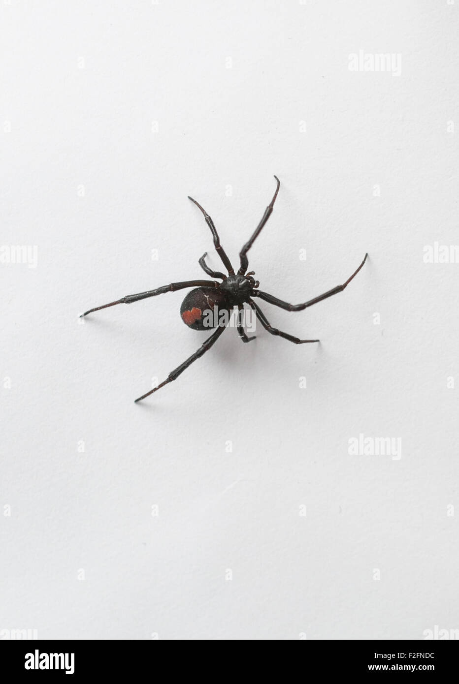 Redback Spider, Australia Stock Photo - Alamy