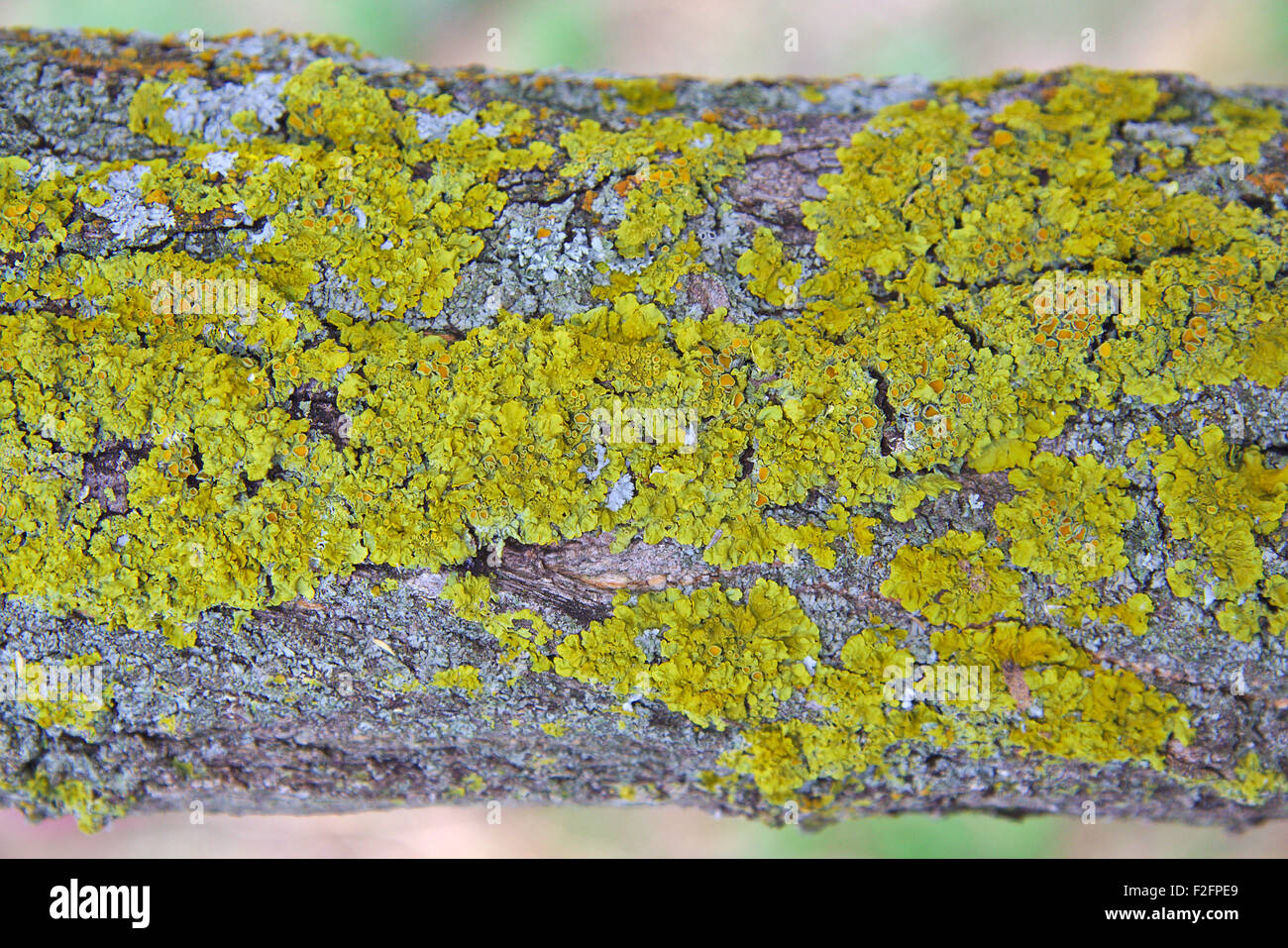 Lichen on a tree branch Stock Photo - Alamy