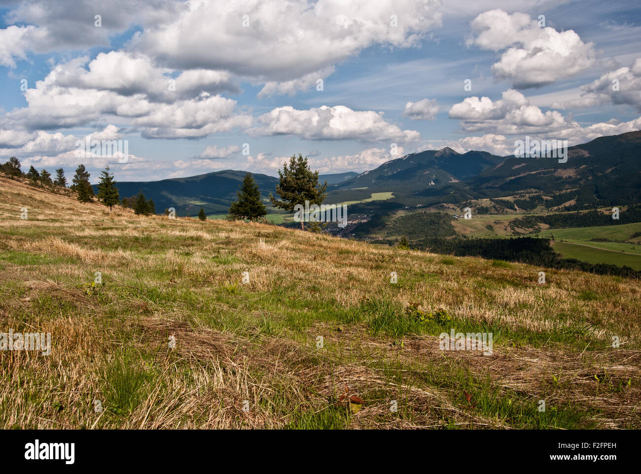 autumn meadow with isolated tree and mountains panorama above Zuberec ...