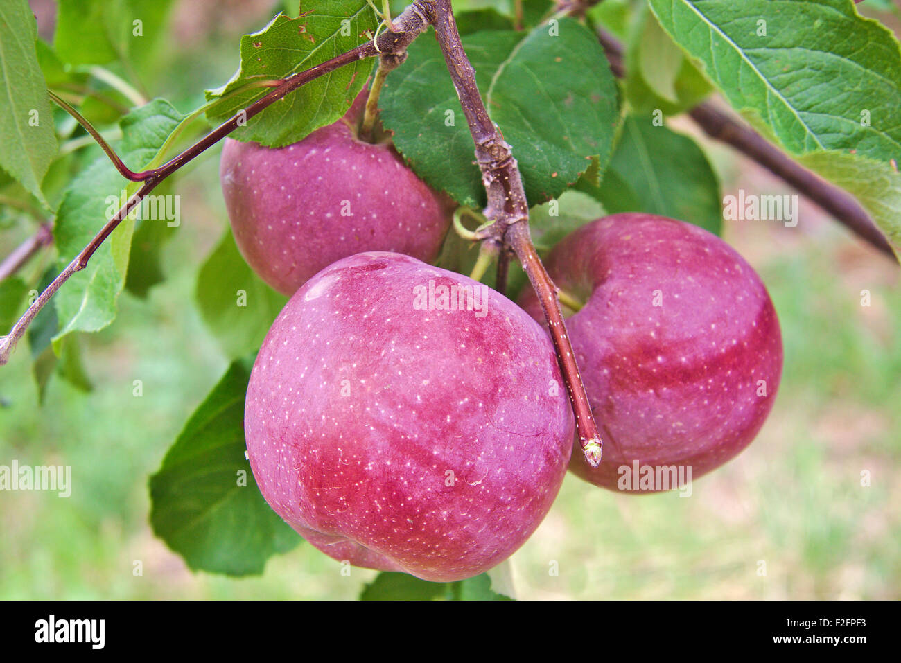 Fuji apples on tree hi-res stock photography and images - Alamy