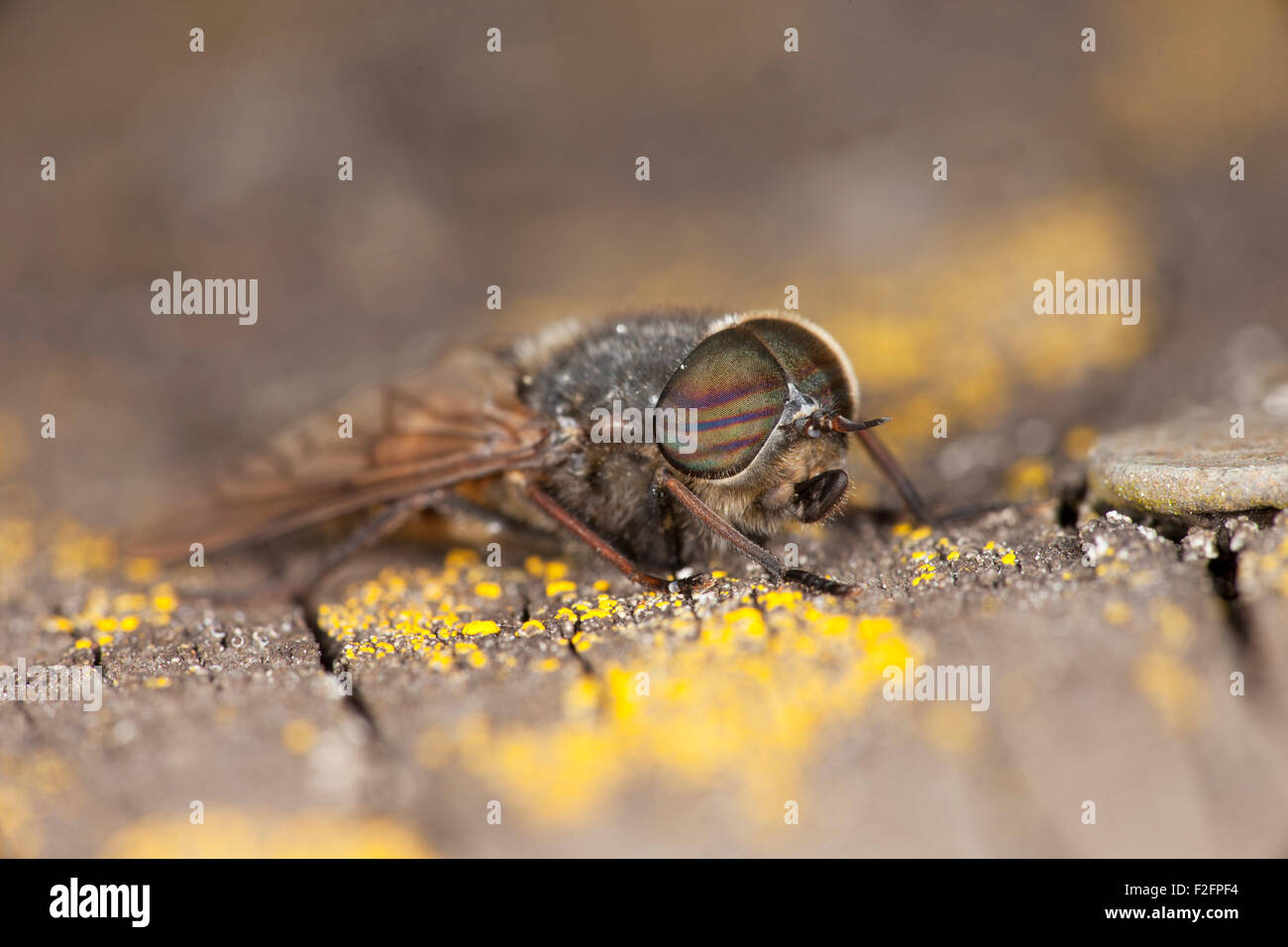 Close up on an ugly fly with big colorful eye Stock Photo - Alamy