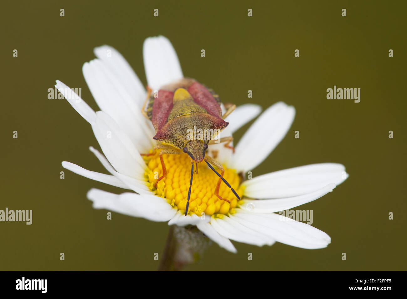 Colorful bug hi-res stock photography and images - Alamy