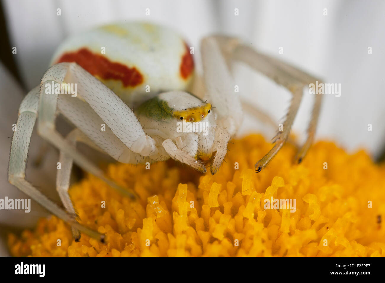 Closeup of a colorful spider Stock Photo - Alamy