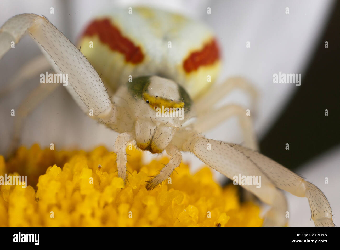 Closeup of a colorful spider Stock Photo - Alamy