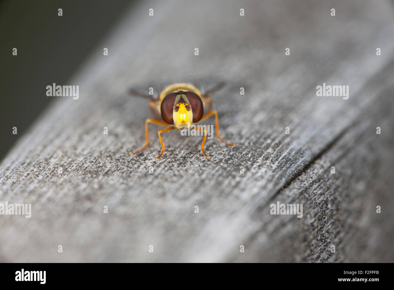 Closeup eyes hi-res stock photography and images - Alamy