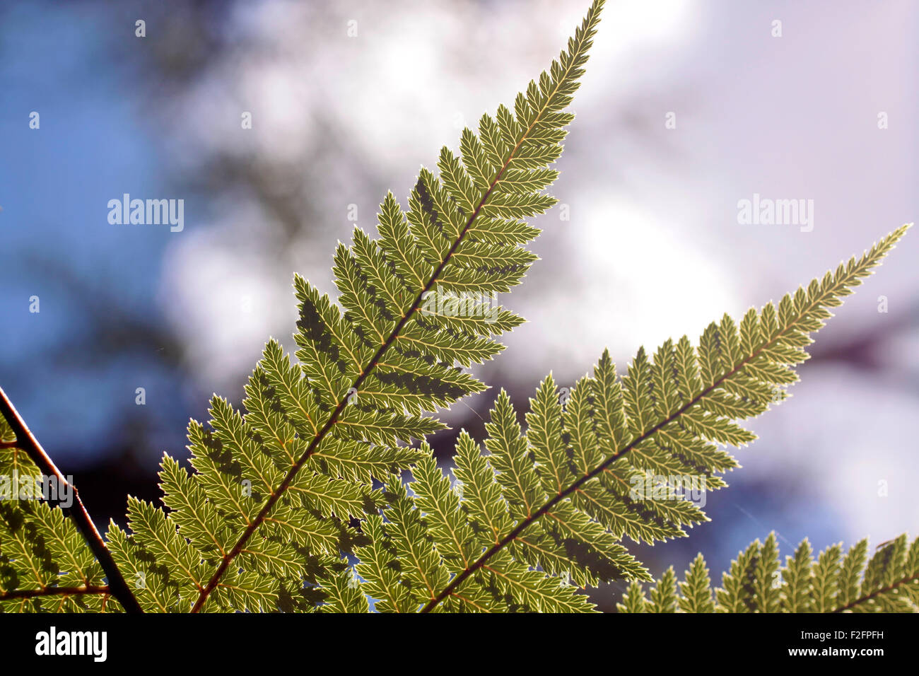 New zealand fern hi-res stock photography and images - Alamy