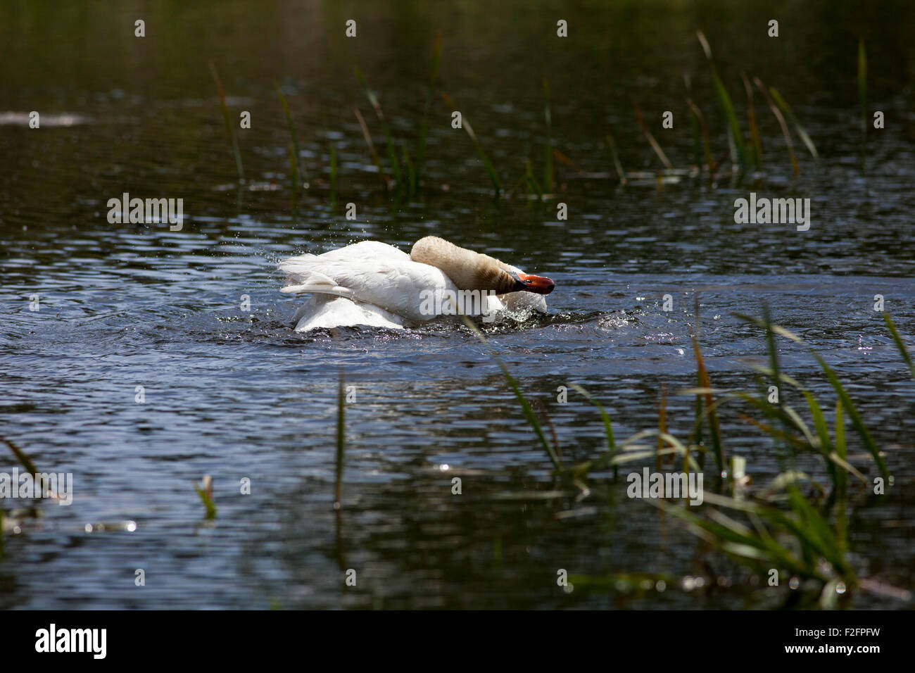 Beautiful Swan who wash in a lake Stock Photo - Alamy