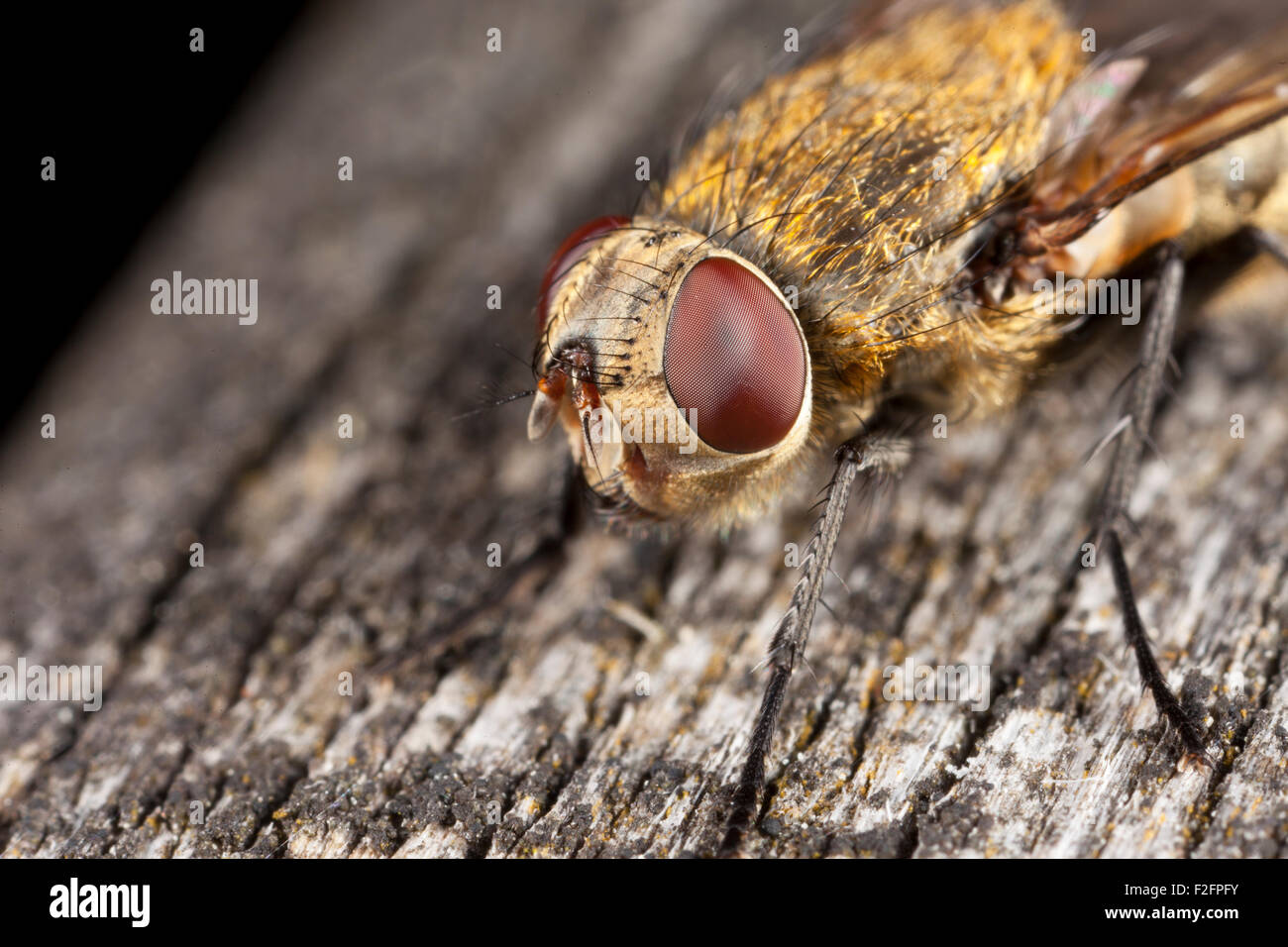 Fly eyes closeup hi-res stock photography and images - Alamy