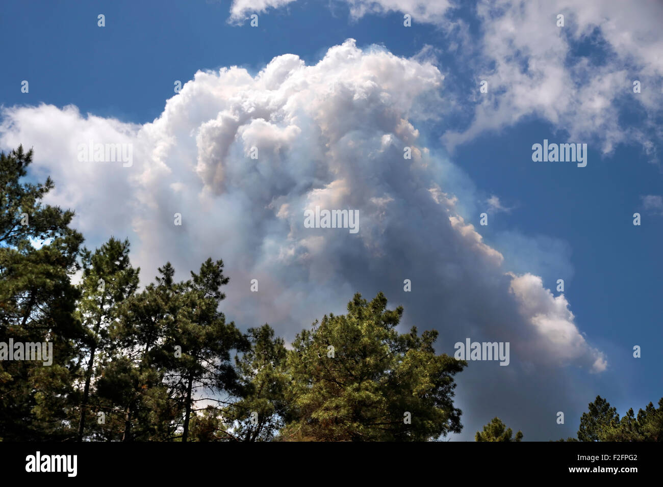 Dangerous forest fire hi-res stock photography and images - Alamy