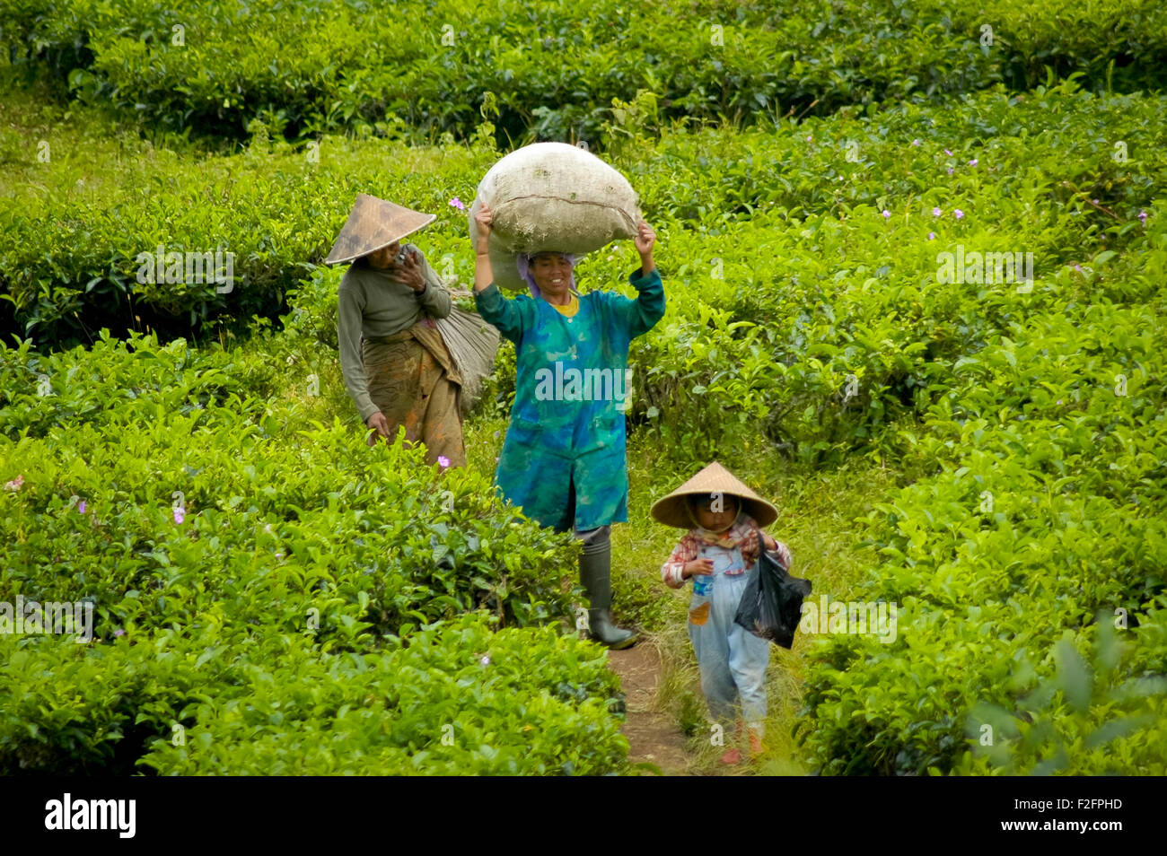 Three generations of female tea plantation workers walking through tea ...