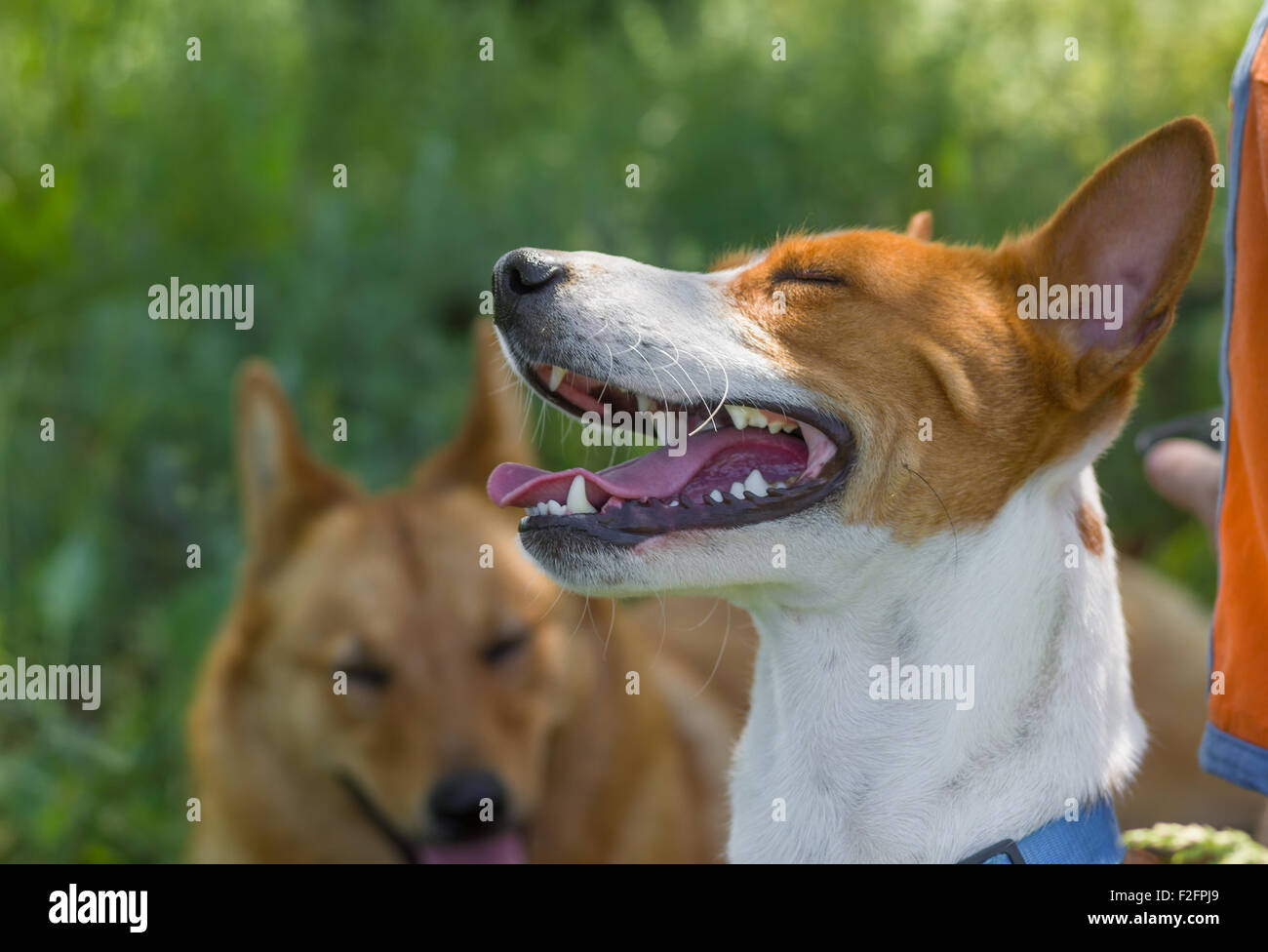 Burst of laughter on a Basenji's muzzle listening comical story Stock ...