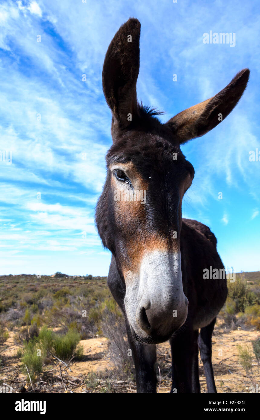 Donkey hi-res stock photography and images - Alamy