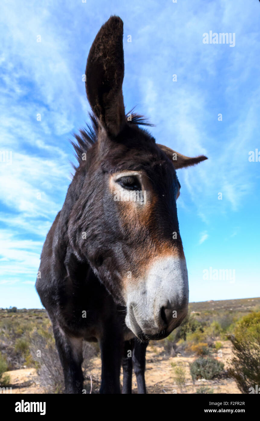 Donkey Face High Resolution Stock Photography and Images - Alamy