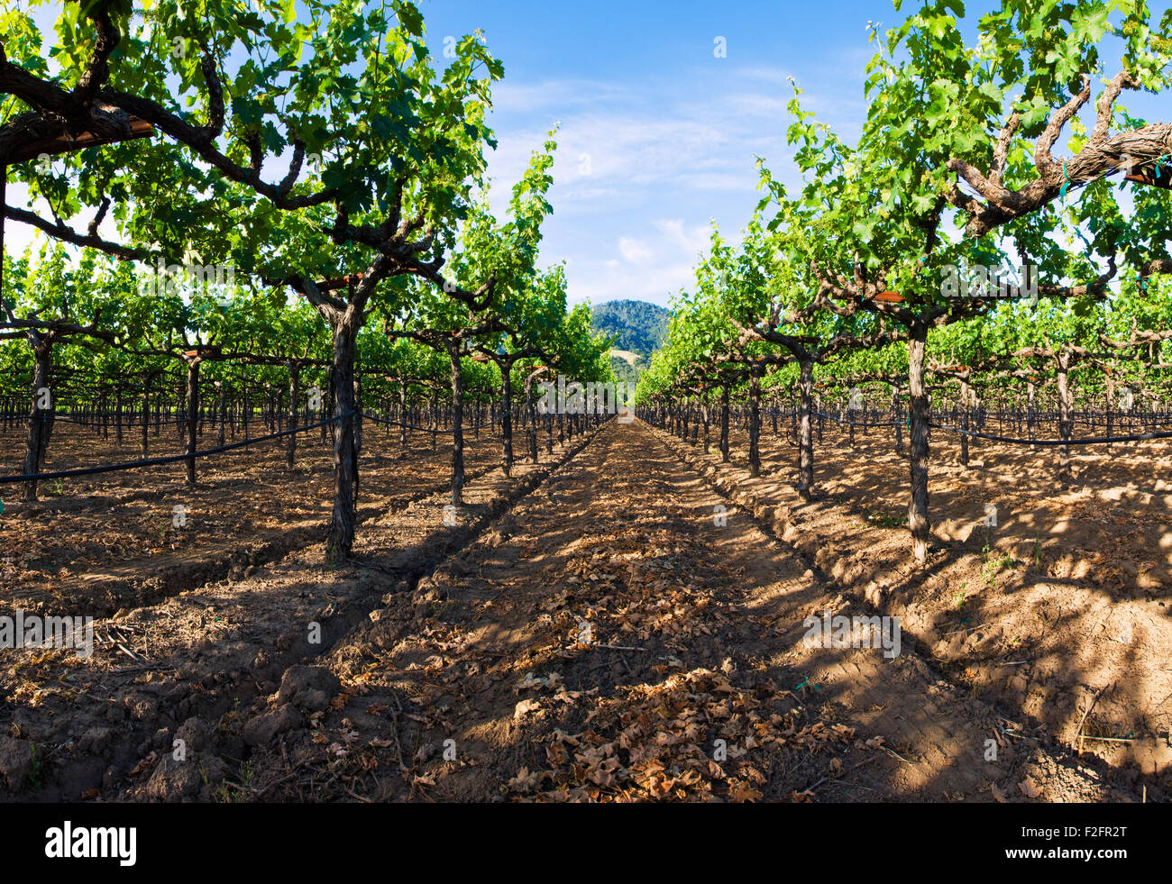 Vineyard rows hi-res stock photography and images - Alamy