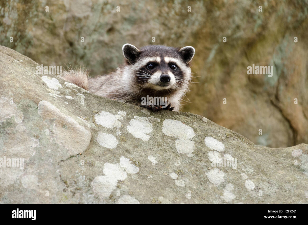 A raccoon and its offspring lounge on a rock on De Courcy Island ...