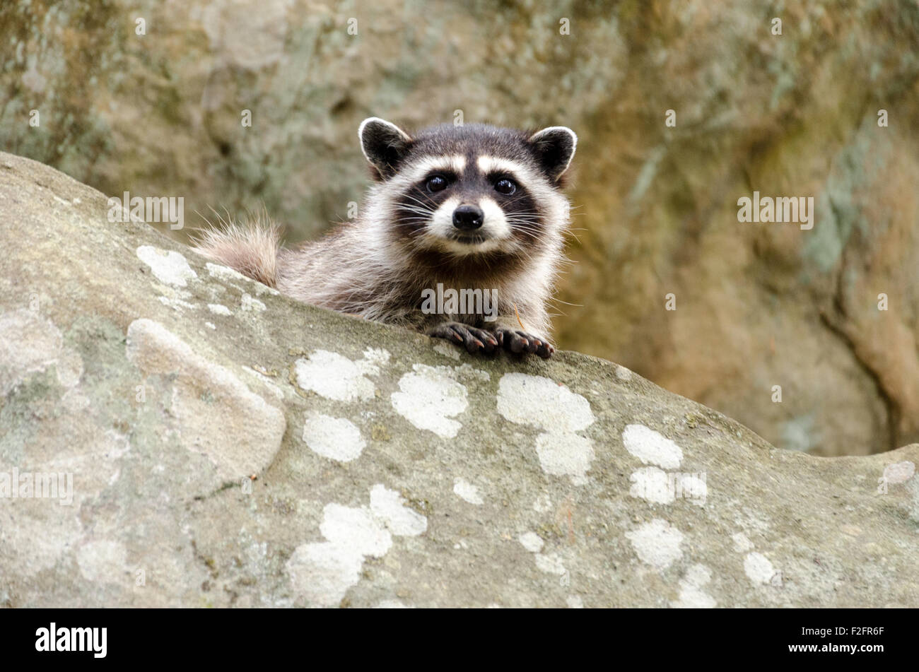 A raccoon and its offspring lounge on a rock on De Courcy Island ...