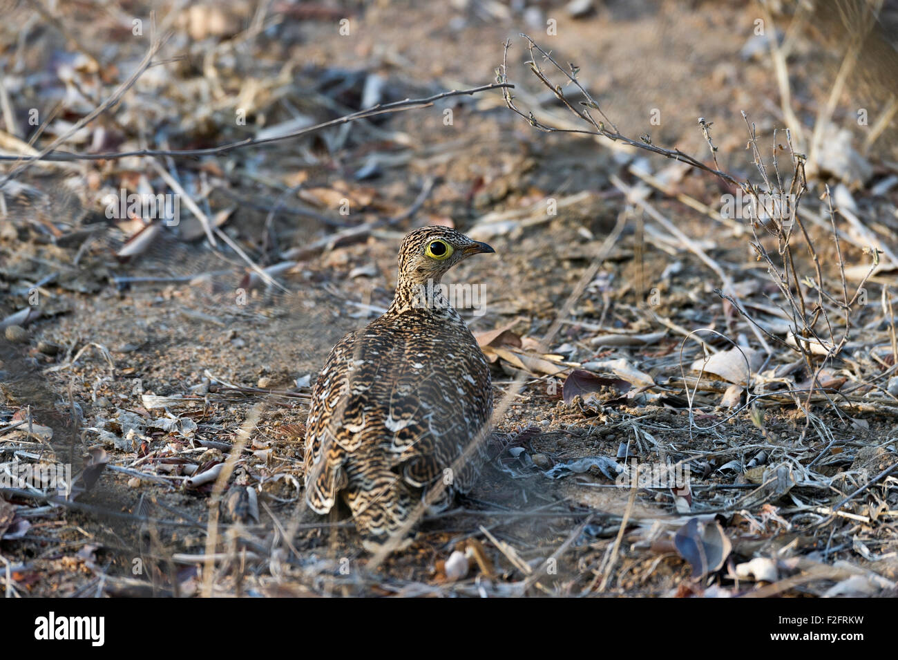 African grouse hi-res stock photography and images - Alamy