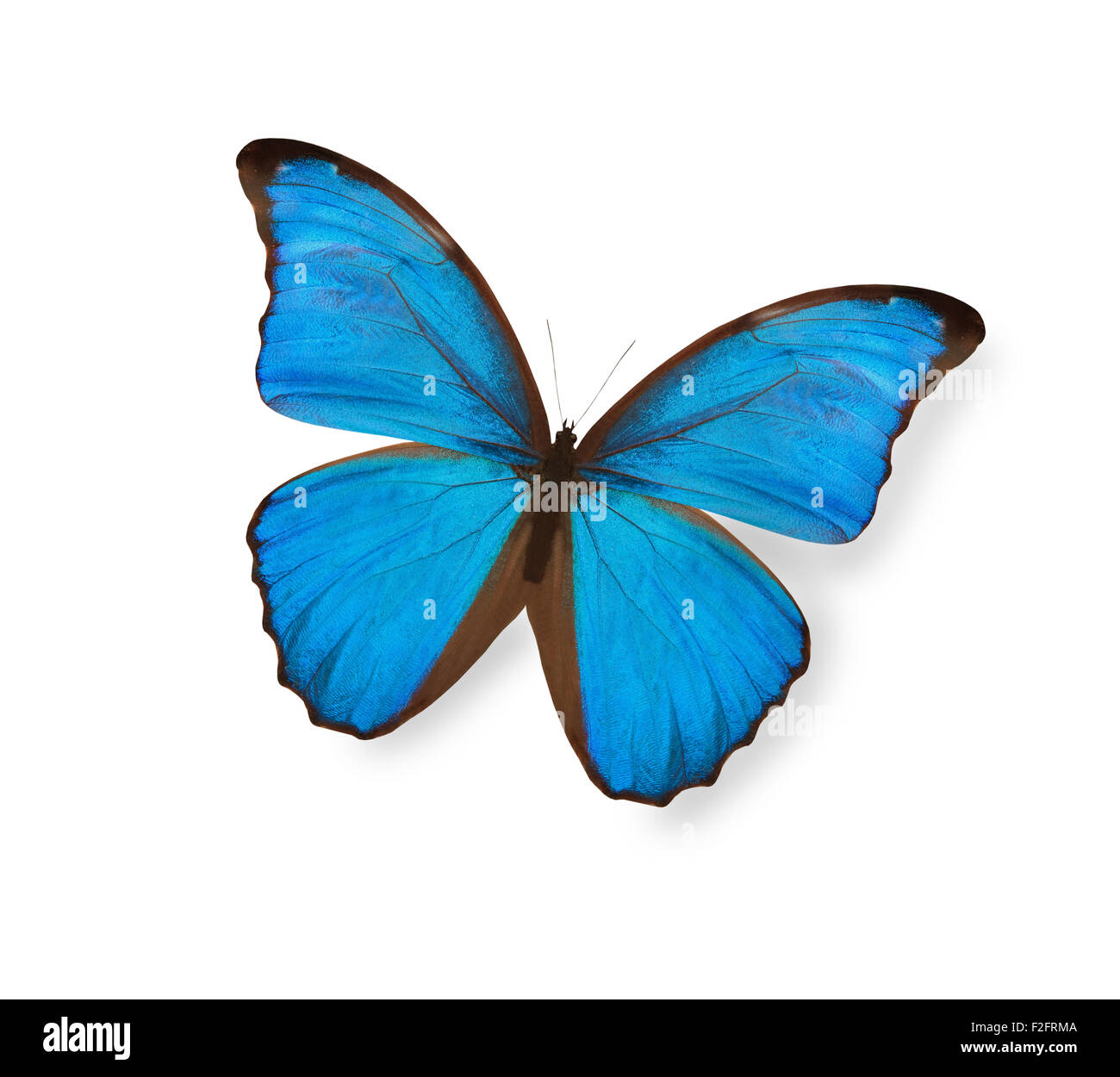 Blue butterfly isolated on white Stock Photo - Alamy