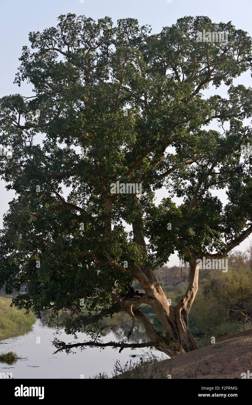 Marula tree hi-res stock photography and images - Alamy