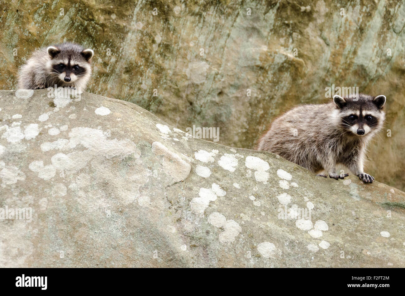 A raccoon and its offspring lounge on a rock on De Courcy Island ...