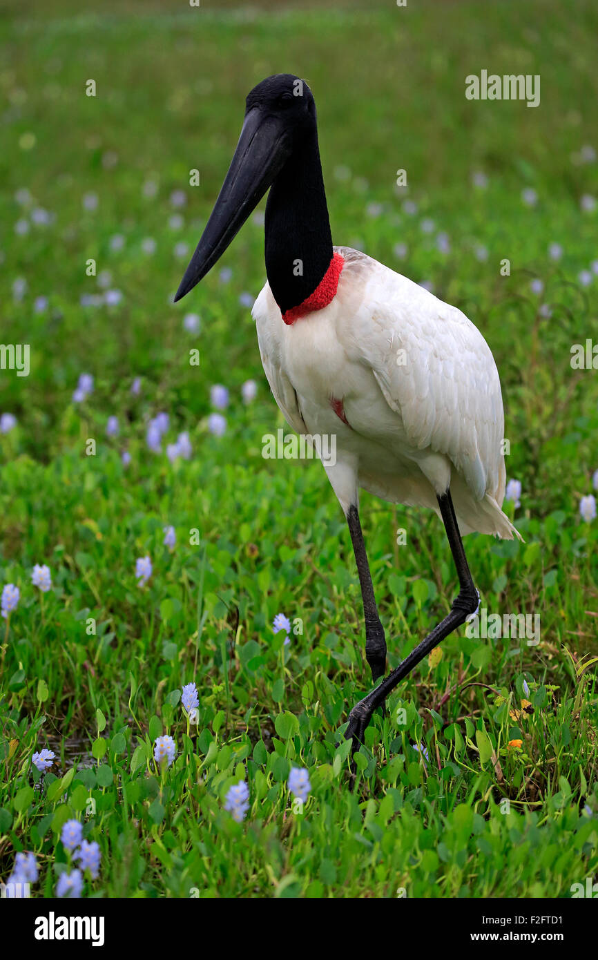 Jabiru (Jabiru mycteria), adult in a meadow, Pantanal, Mato Grosso ...
