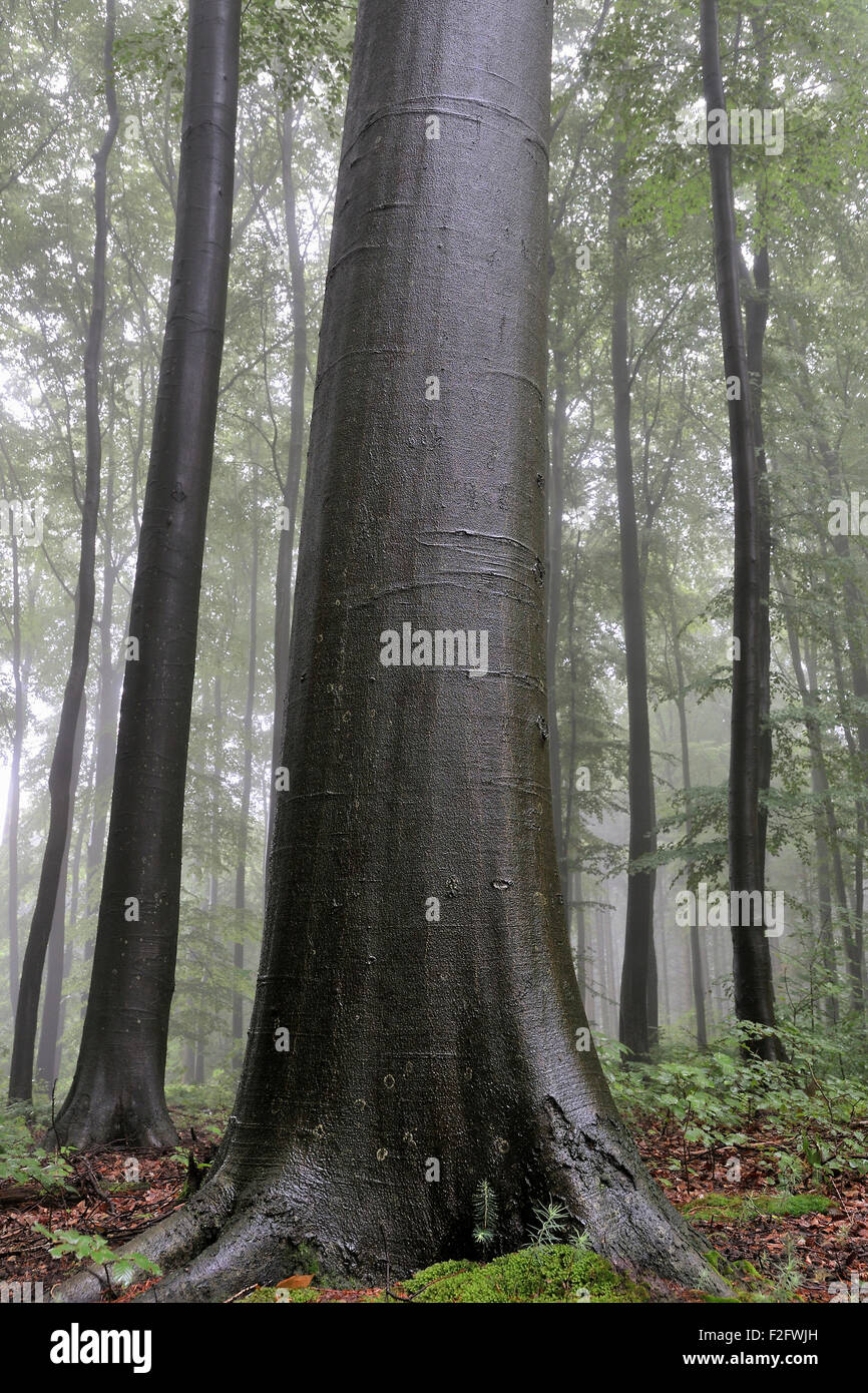 European beech trees (Fagus sylvatica), trunks, wet after rainfall ...