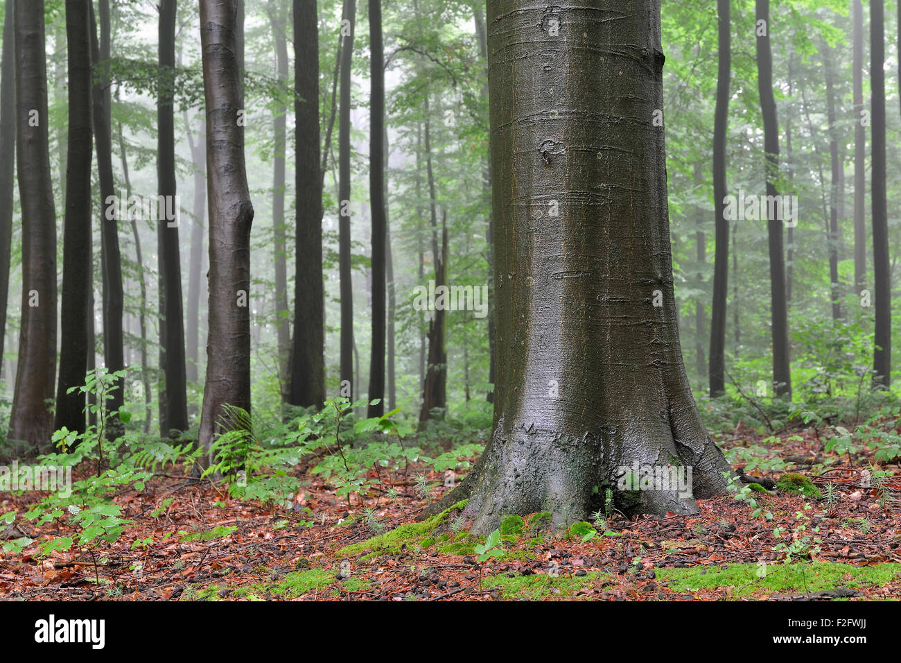 European beech trees (Fagus sylvatica), trunks, wet after rainfall ...