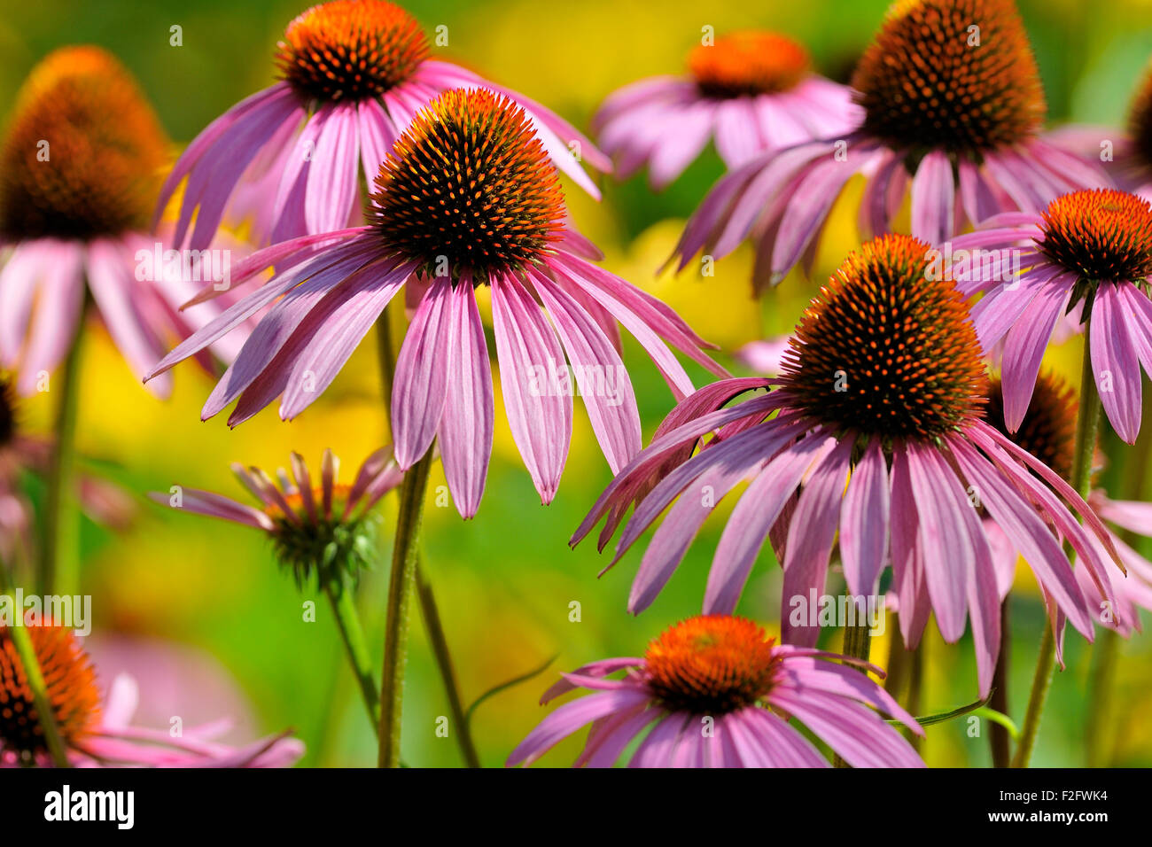 Eastern purple coneflower (Echinacea purpurea), North Rhine-Westphalia ...