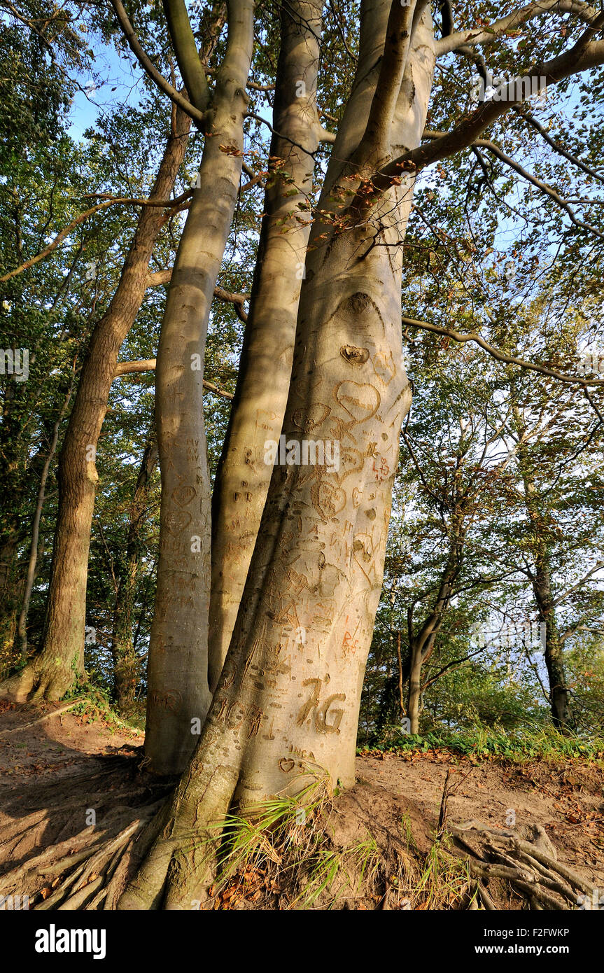 European beech trees (Fagus sylvatica), with hearts carved in there ...