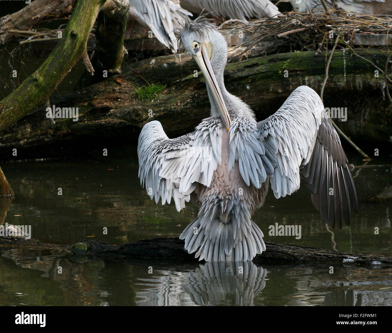 Pink backed pelican (Pelecanus rufescens), native to Sub Sahara Africa ...