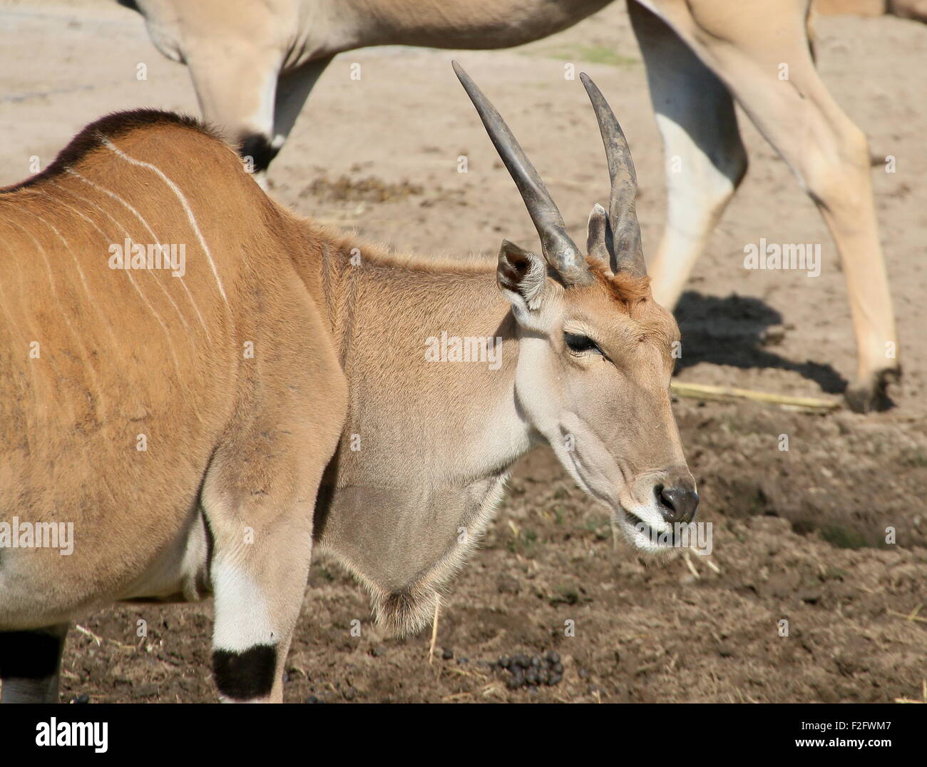 Eland antelope hi-res stock photography and images - Alamy