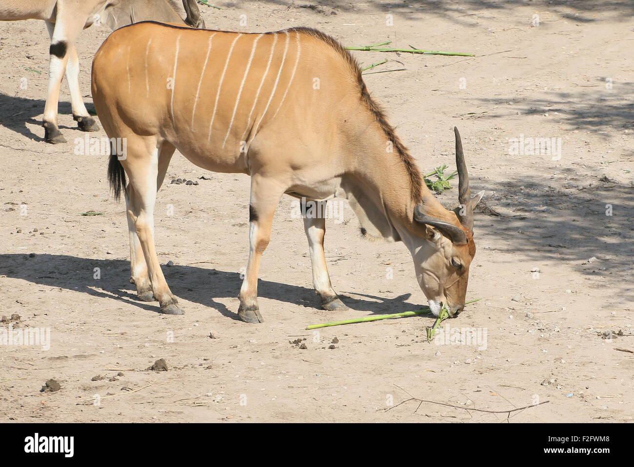 Southern or Common Eland antelope (Taurotragus oryx Stock Photo - Alamy