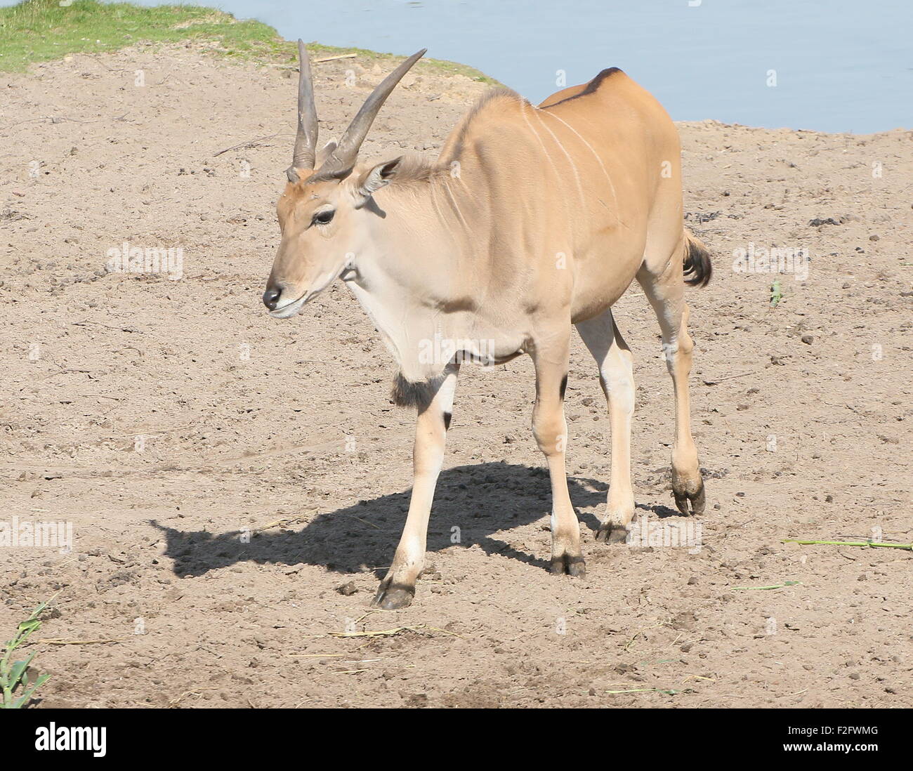Southern or Common Eland antelope (Taurotragus oryx), native to the ...