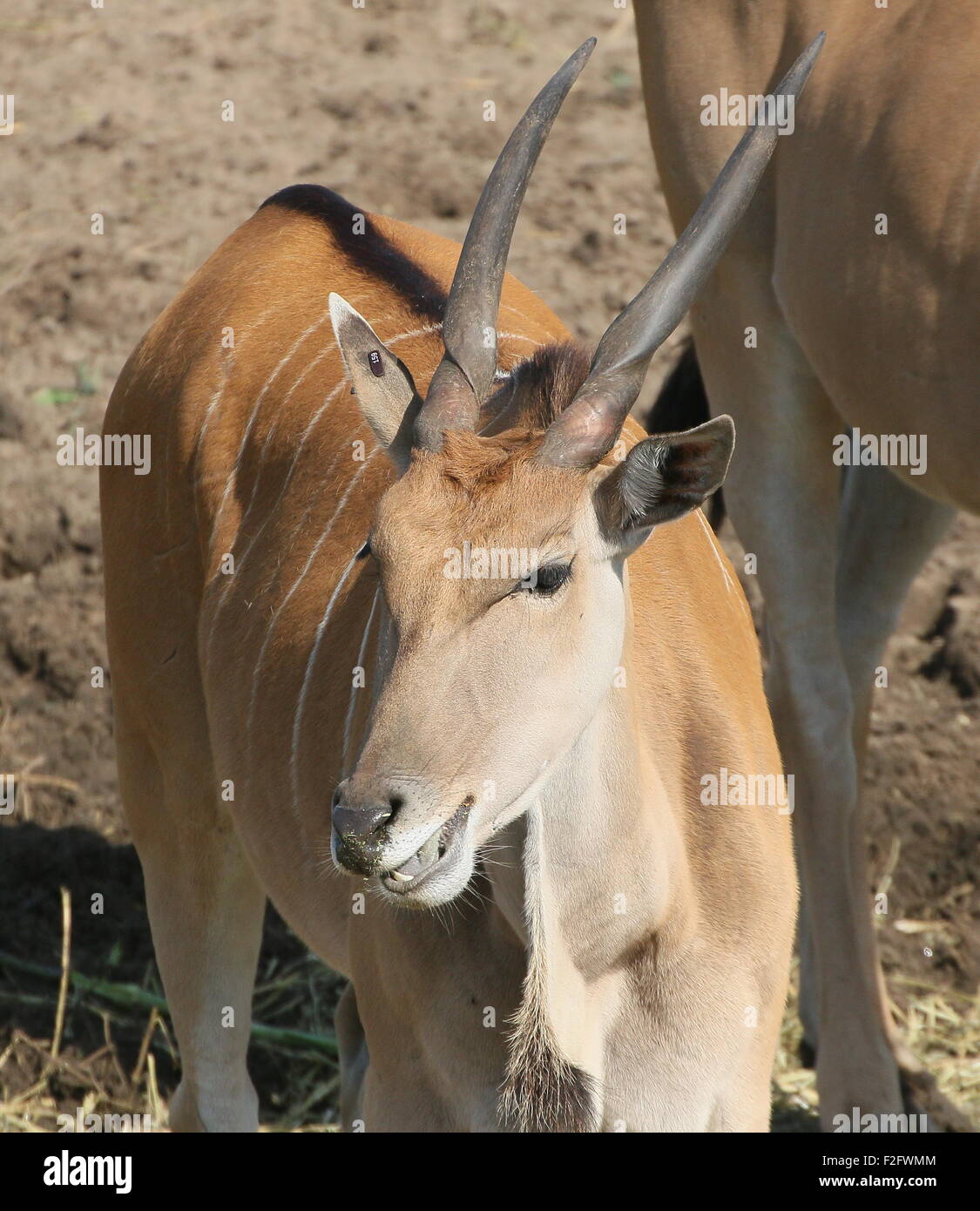 Eland Comun High Resolution Stock Photography and Images - Alamy