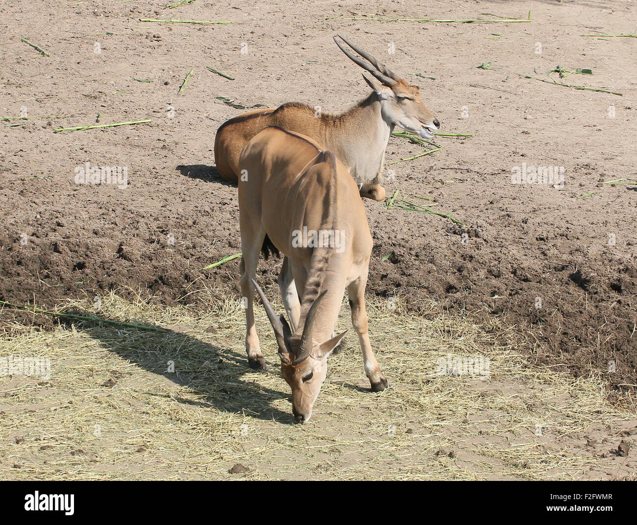 Southern or Common Eland antelope (Taurotragus oryx), native to the ...