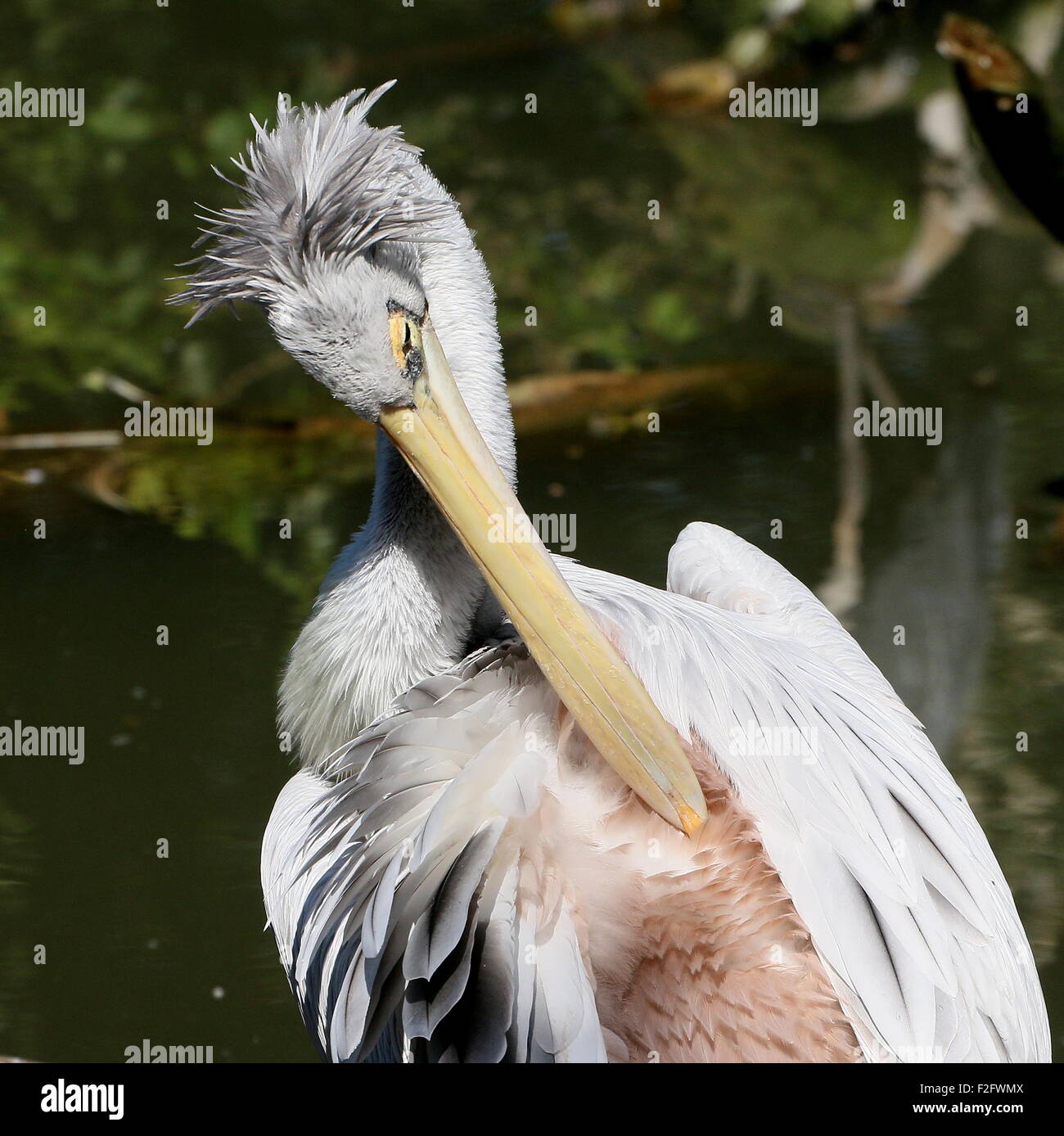 Pink backed pelican (Pelecanus rufescens), native to Sub Sahara Africa ...