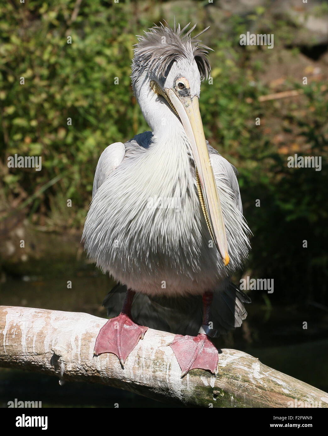 Pink backed pelican (Pelecanus rufescens) posing on a branch Stock ...