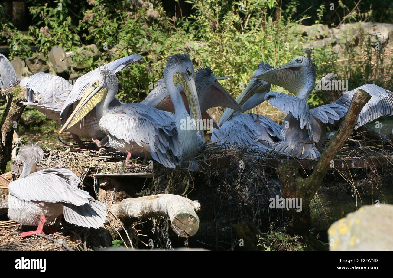 Group of roosting Pink backed pelicans (Pelecanus rufescens), native to ...