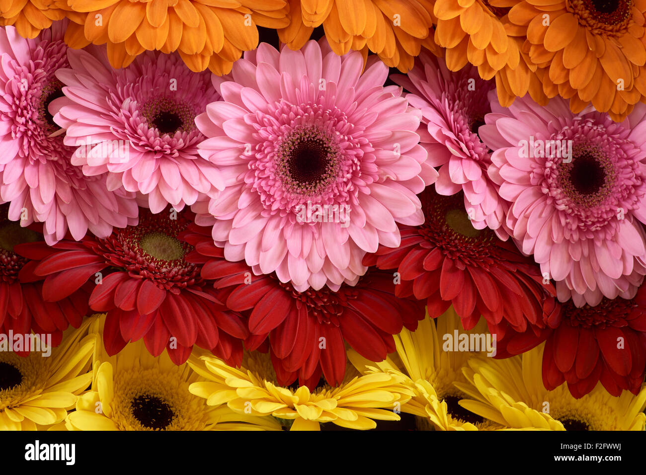 Four colors hi-res stock photography and images - Alamy