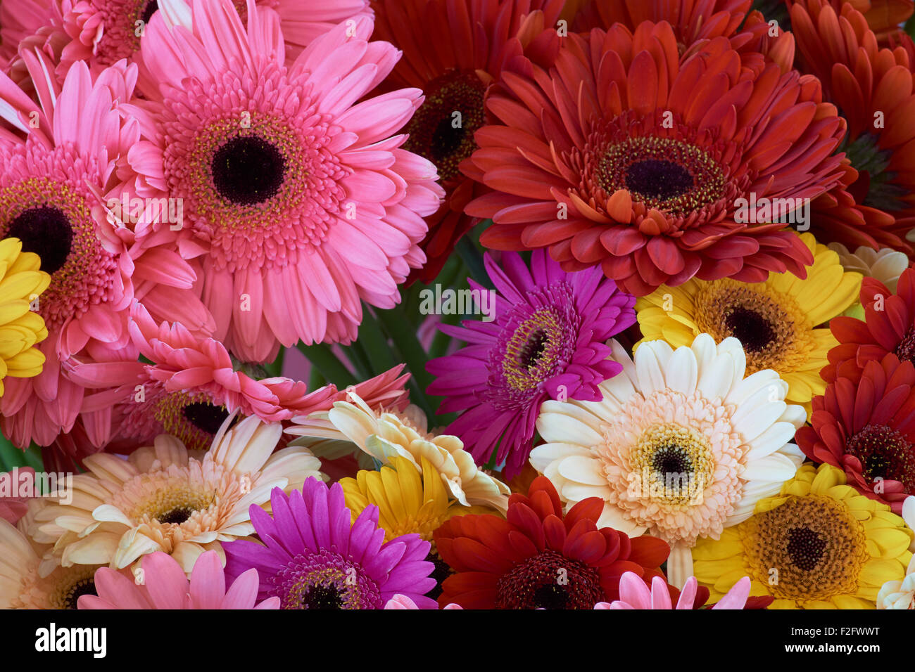 Bunch of beautiful summer gerbera shot indoors Stock Photo - Alamy