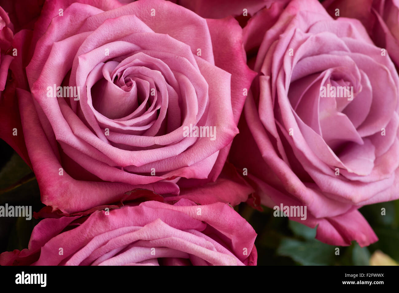 Part of the bunch of crimson roses. Close-up photo Stock Photo - Alamy